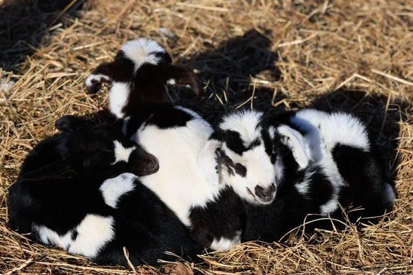 Striped goats Stock Photos, Royalty Free Striped goats Images ...