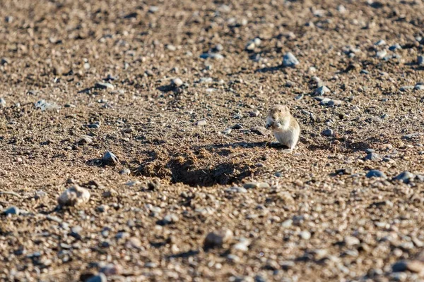 Lemmings Stock Photos, Royalty Free Lemmings Images | Depositphotos