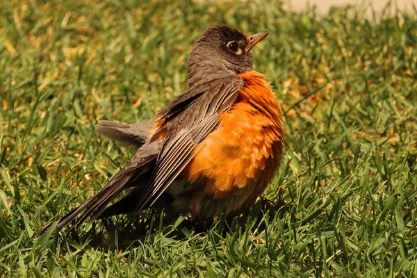 Pájaro cagando fotos de stock, imágenes de Pájaro cagando sin royalties ...