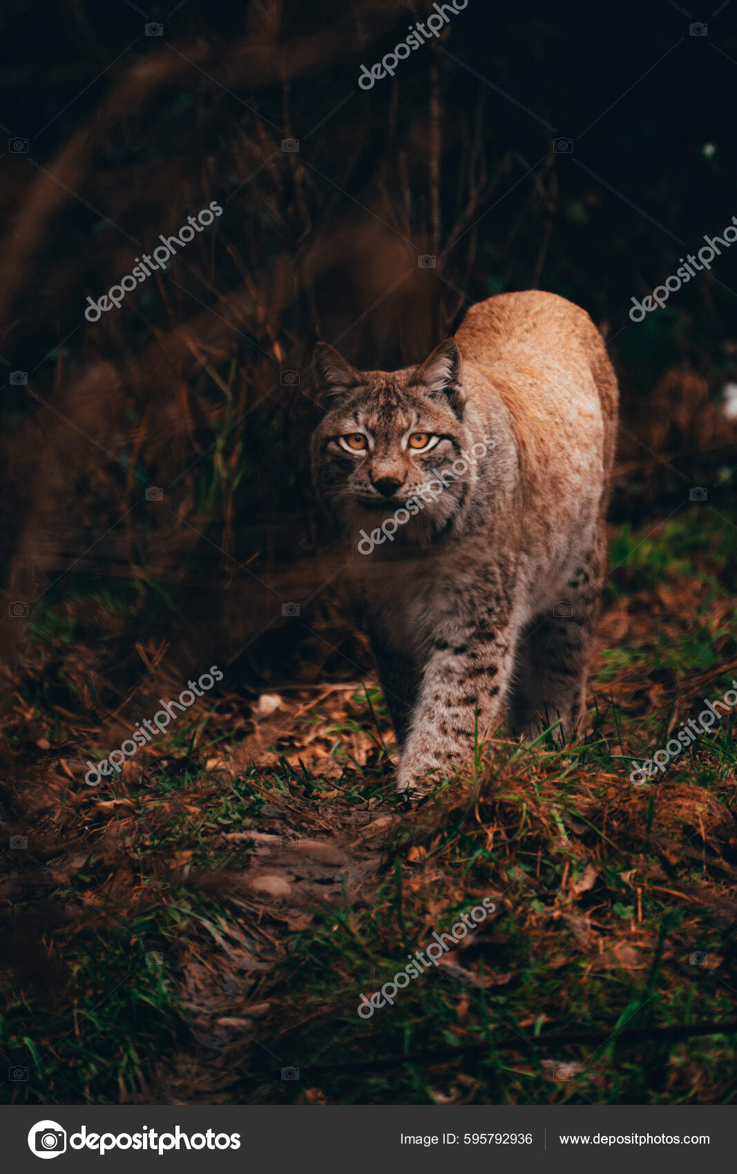 Vertical Shot Big Furry Cat Walking Nature — Stock Photo © wirestock ...