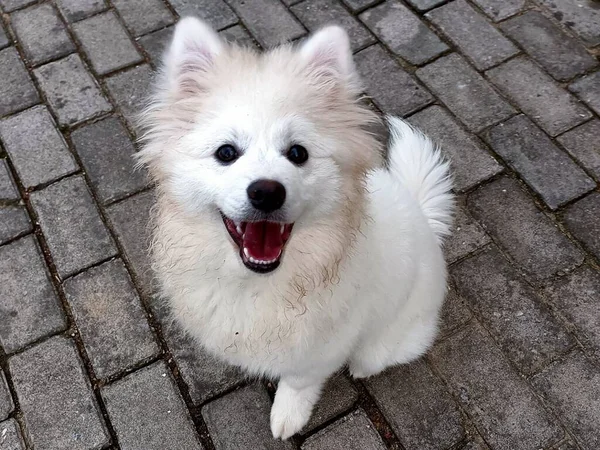 Princess smiling Stock Photos, Royalty Free Princess smiling Images ...