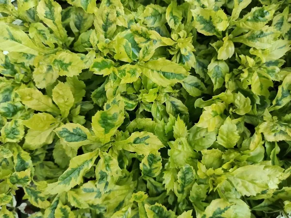 Fotos de Planta chapear mexicana, Imagens de Planta chapear mexicana ...