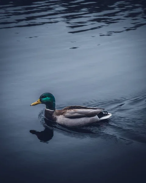 Canard colvert noir Stock Photos, Royalty Free Canard colvert noir ...