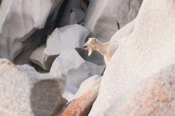 Goat on steep rock Stock Photos, Royalty Free Goat on steep rock Images ...