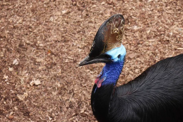 Australiensiska cassowary Stock Photos, Royalty Free Australiensiska ...