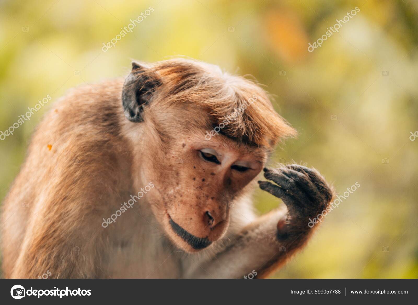 Mono Rascándose Cabeza — Foto de stock #599057788 © wirestock_creators