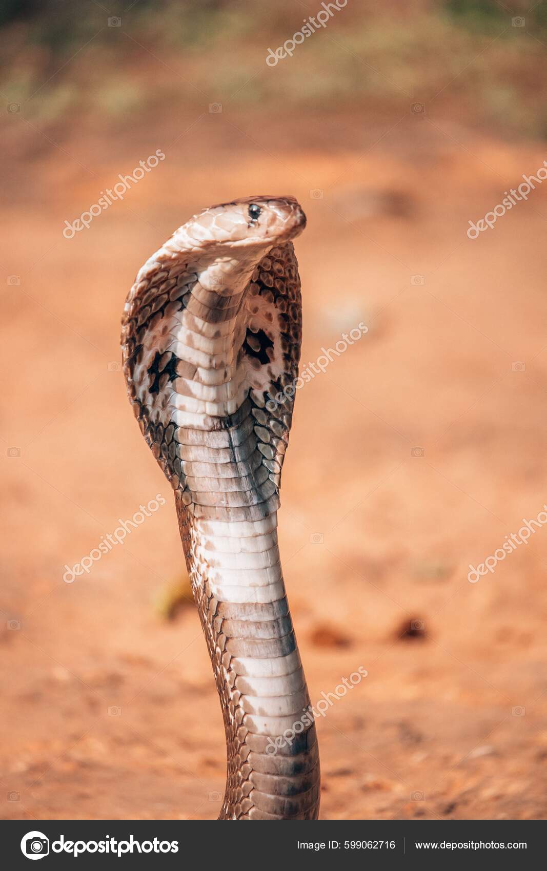 Vertical Shot Cobra Snake — Stock Photo © wirestock_creators #599062716