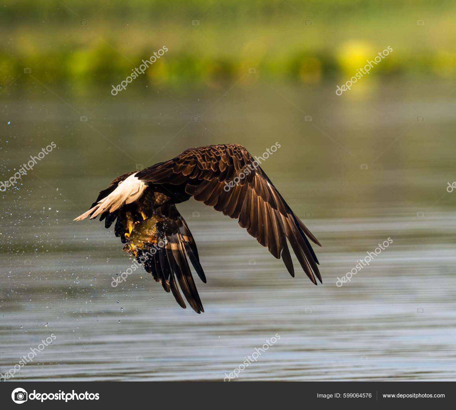 Beautiful Bald Eagle Flapping Its Huge Brown Wings Lake Sending Stock ...