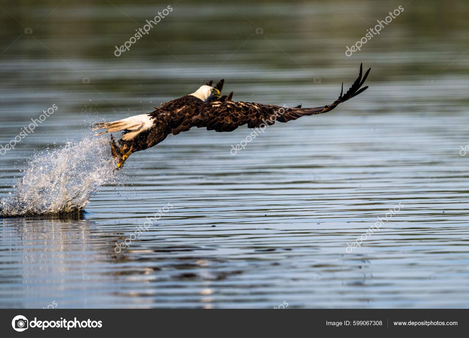 Beautiful Bald Eagle Plunging Calm Lake Search Fish Sending Wild ...
