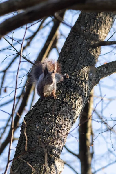Ardilla en un árbol Stock Photos, Royalty Free Ardilla en un árbol ...