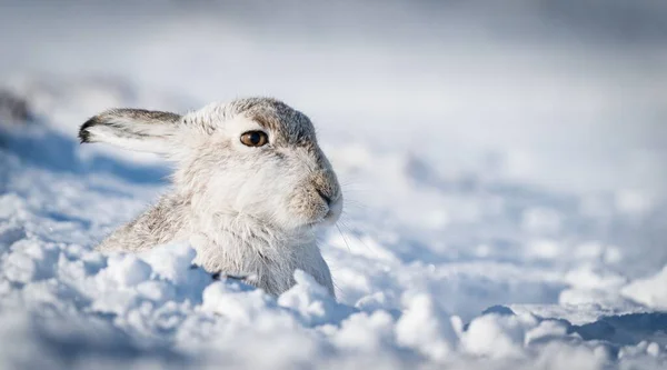 Mountain hare in findhorn valley moray scotland Stock Photos, Royalty ...