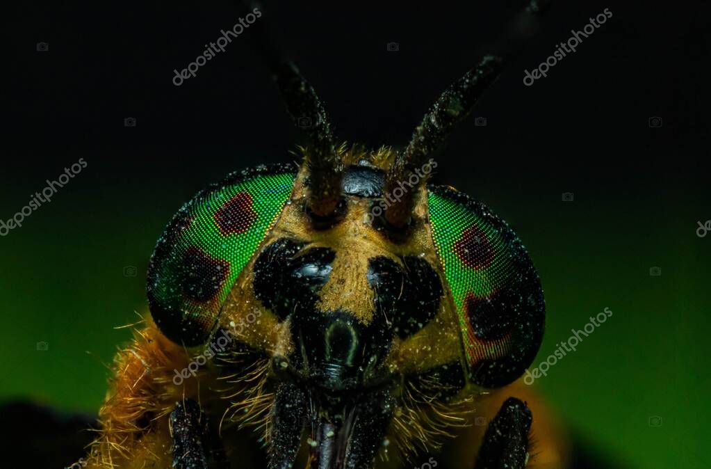 Una macro toma de un Chrysops relictus cubierto con gotas de agua sobre ...