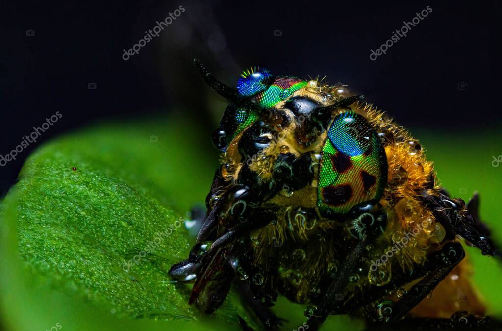 Una macro toma de un Chrysops relictus cubierto con gotas de agua sobre ...