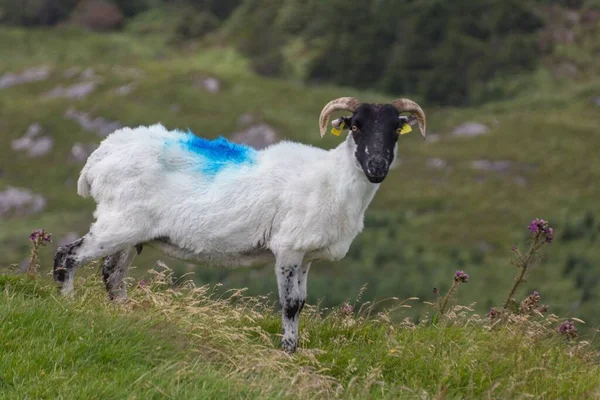 Blue Sheep