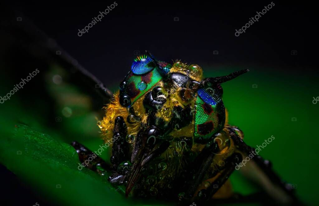Una macro toma de un Chrysops relictus cubierto con gotas de agua sobre ...