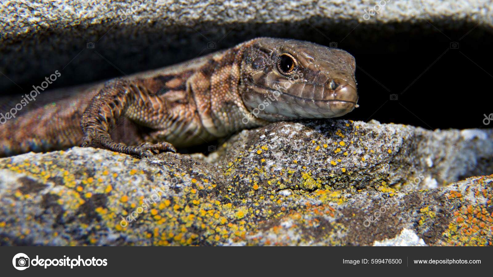 Closeup Common Wall Lizard Peeking Out Her Nest Stones — Stock Photo ...