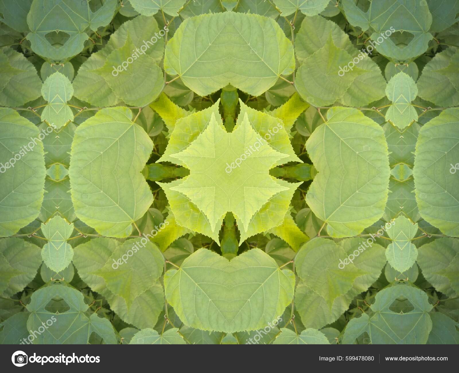 Beautiful Symmetrical Pattern Formed Overlapping Intersecting Leaves ...