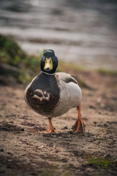 Confused duck Stock Photos, Royalty Free Confused duck Images | Depositphotos