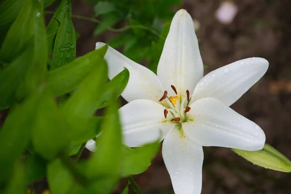 Lily tree images libres de droit, photos de Lily tree | Depositphotos