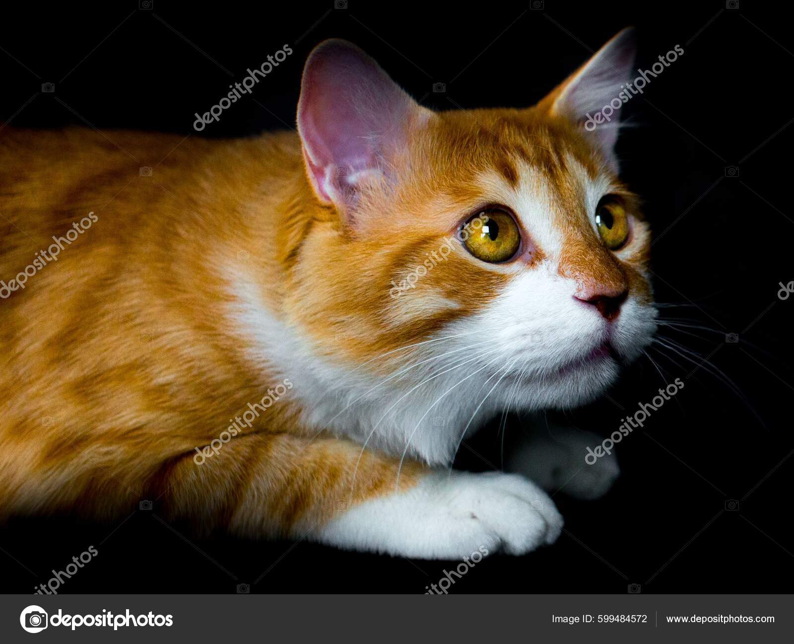 Fluffy Dark Orange Cat
