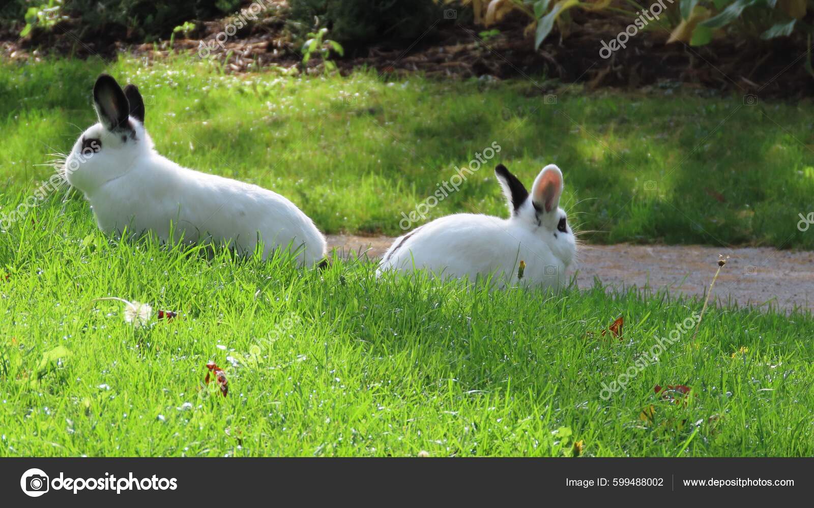 Bunny Hopping Park — Stock Photo © wirestock_creators #599488002