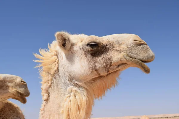 Camel children Stock Photos, Royalty Free Camel children Images ...