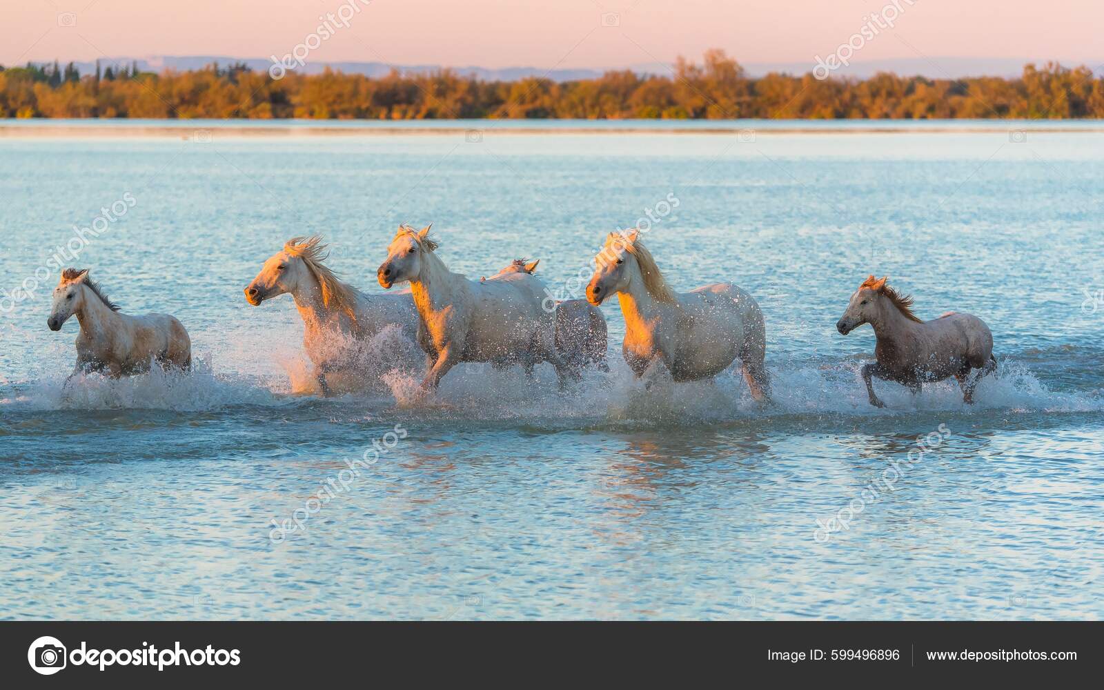 Beautiful Wild Horses