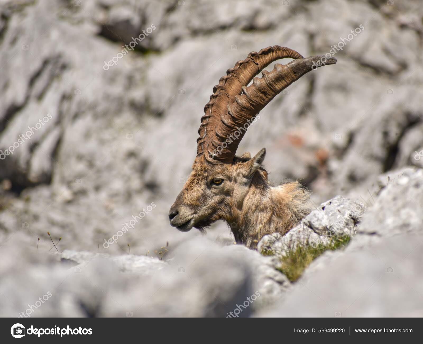 Male Alpine Ibex