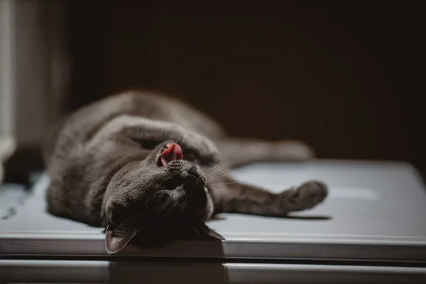 机に突っ伏す フリー画像 Stock Photos, Royalty Free 机に突っ伏す フリー画像 Images | Depositphotos