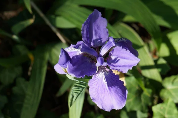 Íris latifolia Stock Photos, Royalty Free Íris latifolia Images ...