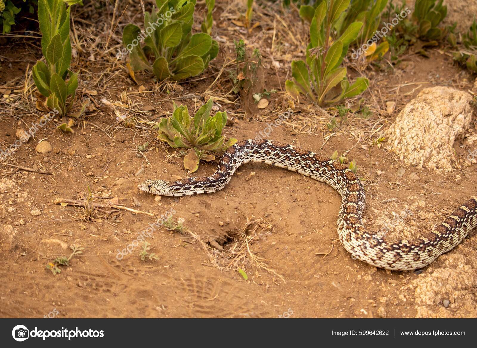 Baby Gopher Snake