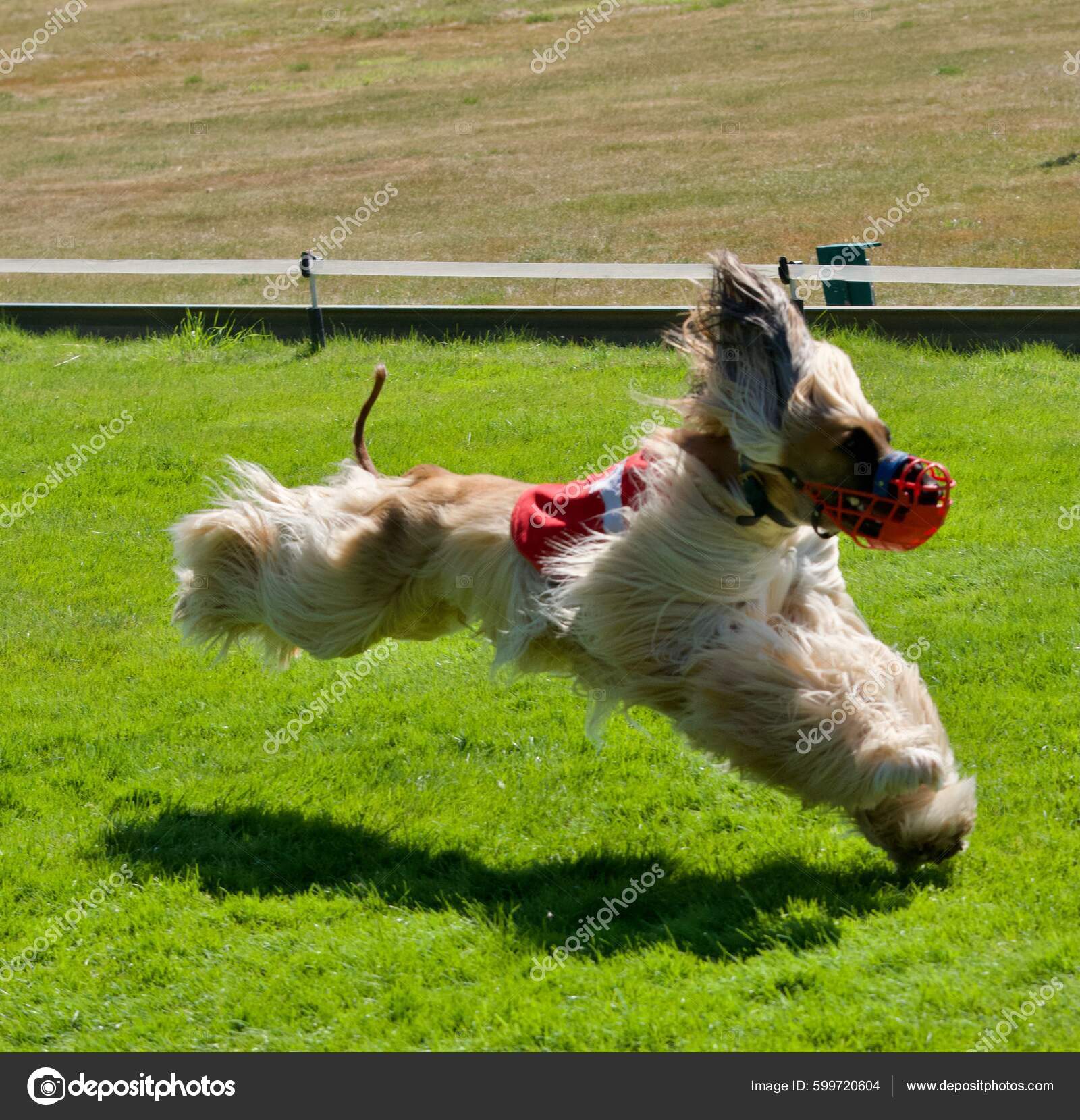 Afghan Hound Running