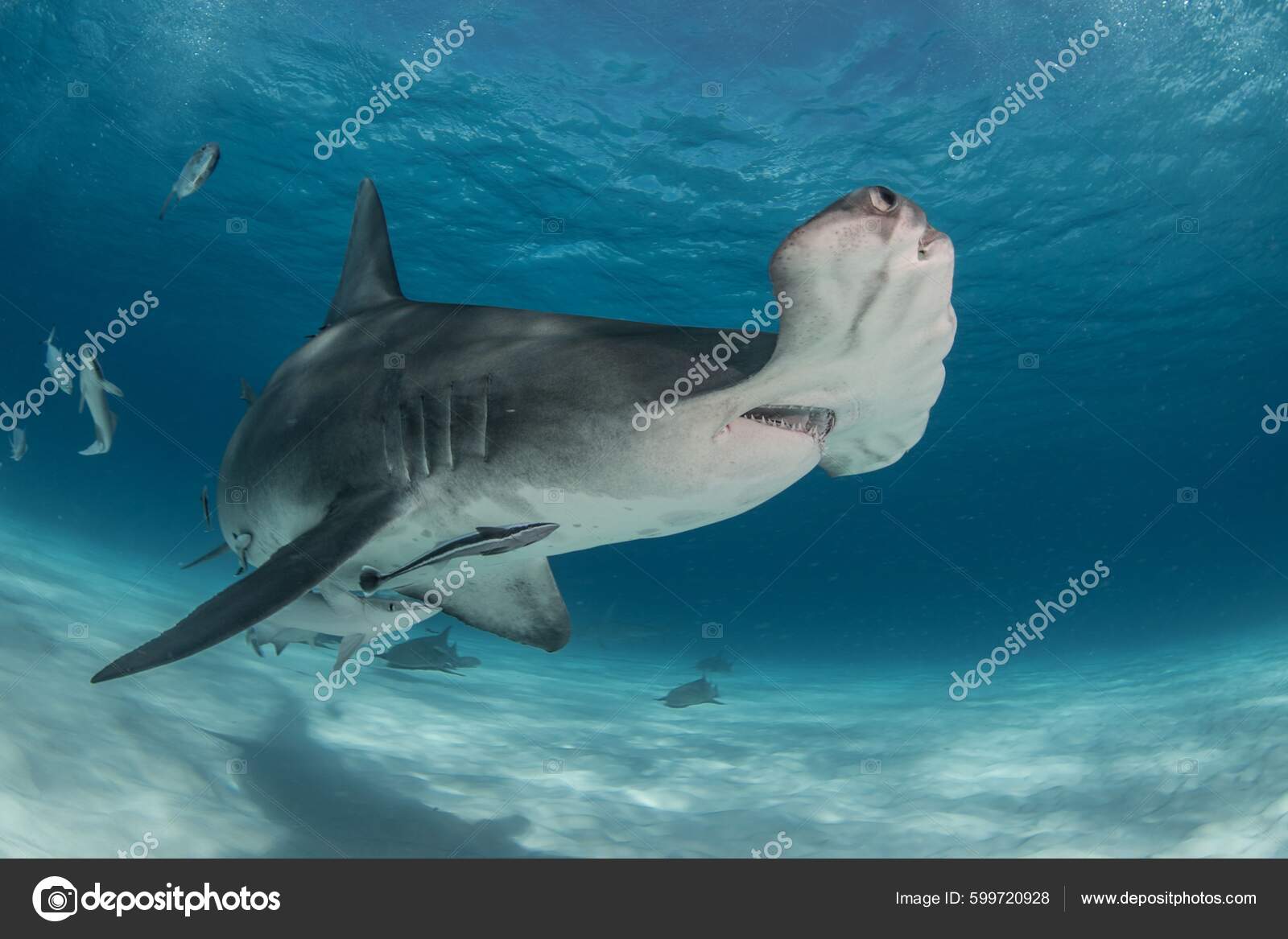 Hummer Head Shark Swimming Searching Food Underwater — Stock Photo ...