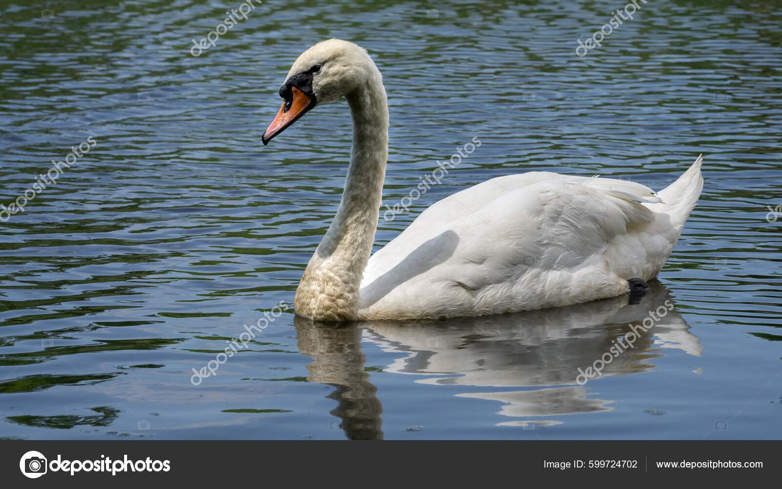 Peaceful White Swans