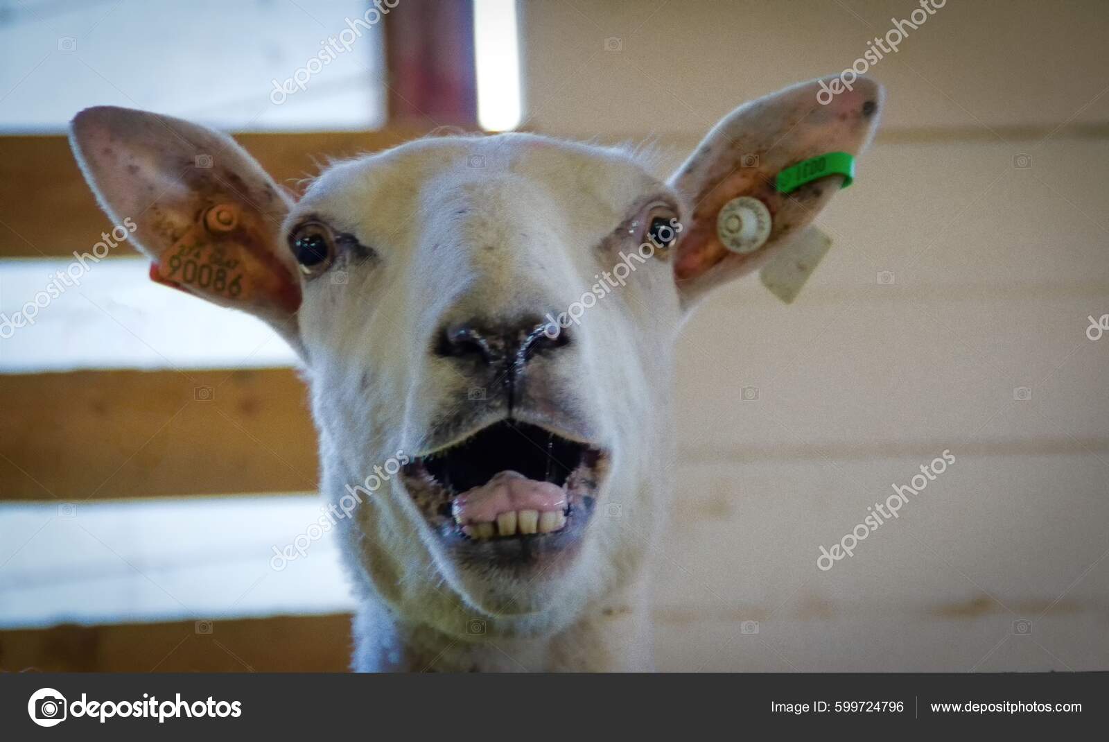 Sheep Calling Baby Sheep — Stock Photo © wirestock_creators #599724796