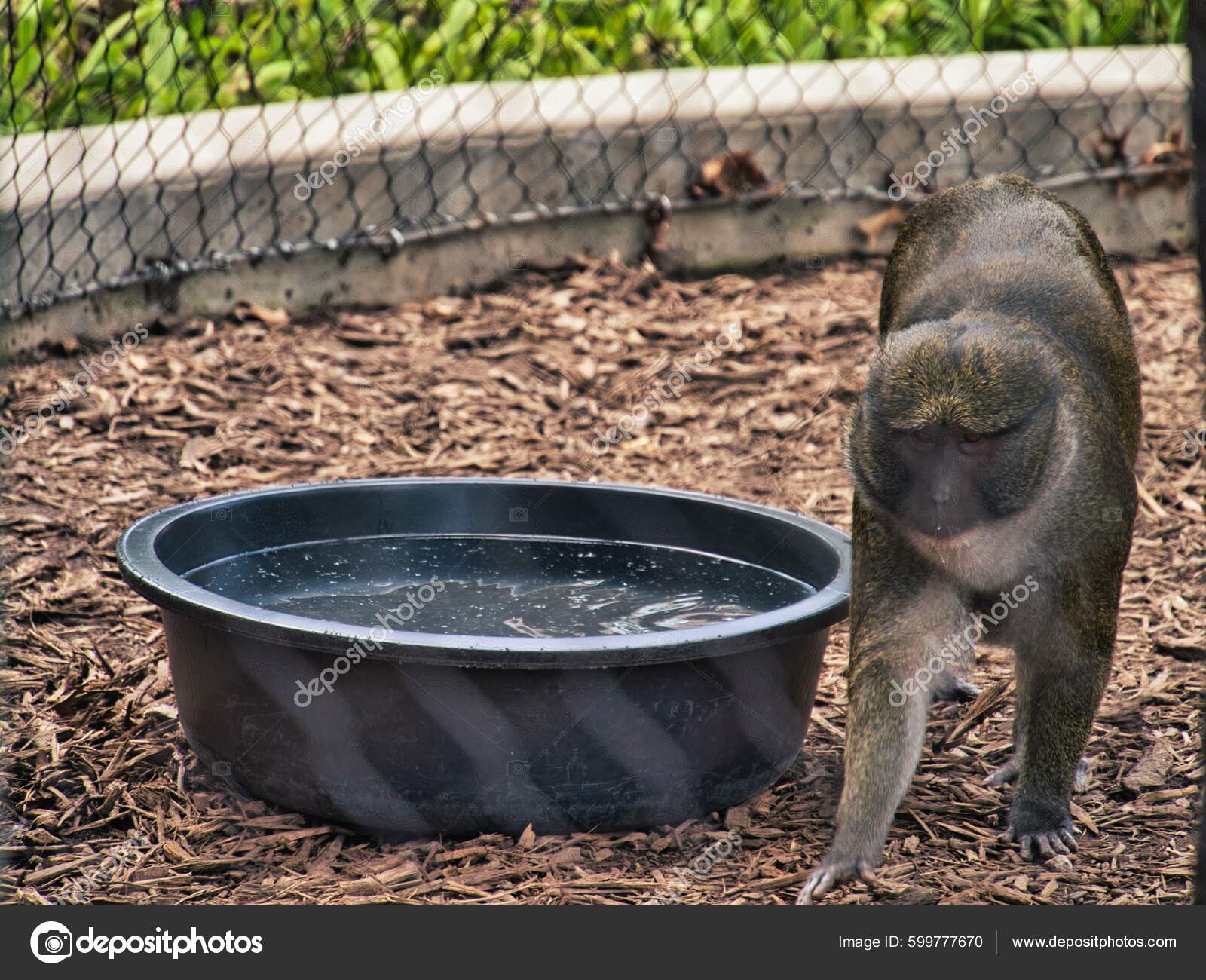 Closeup Swamp Monkey Walking Bowl Full Water Kansas City Zoo — Stock ...