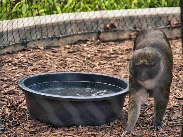 Monkey sucks his own weiner Stock Photos, Royalty Free Monkey sucks his ...