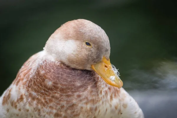 Duck Face Cartoon Lips