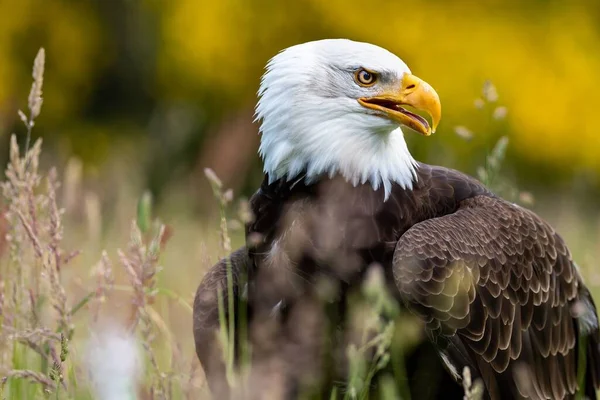 Eagle hd wallpaper Stock Photos, Royalty Free Eagle hd wallpaper Images ...