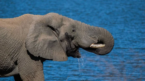 Elephant in water Stock Photos, Royalty Free Elephant in water Images ...