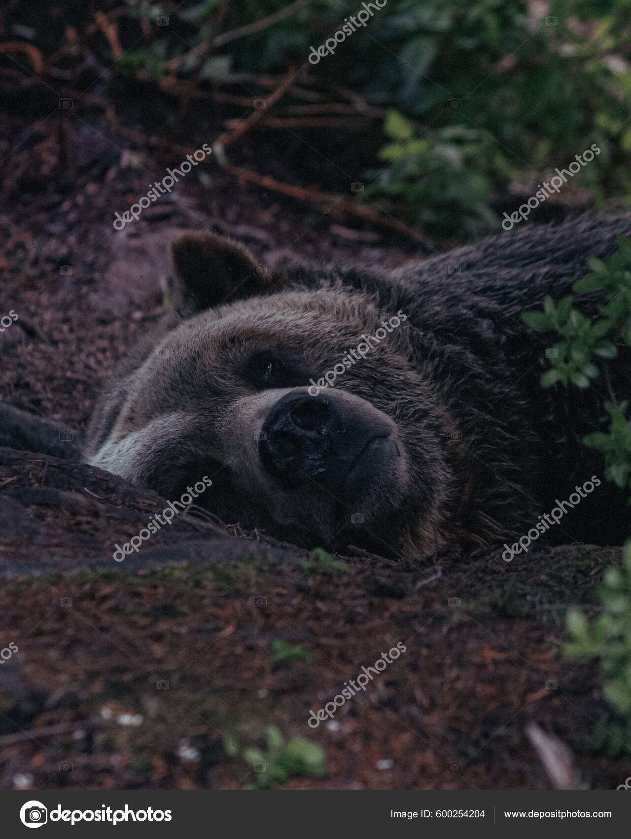 Vertical Close View Louisiana Black Bear Laying Ground — Stock Photo ...