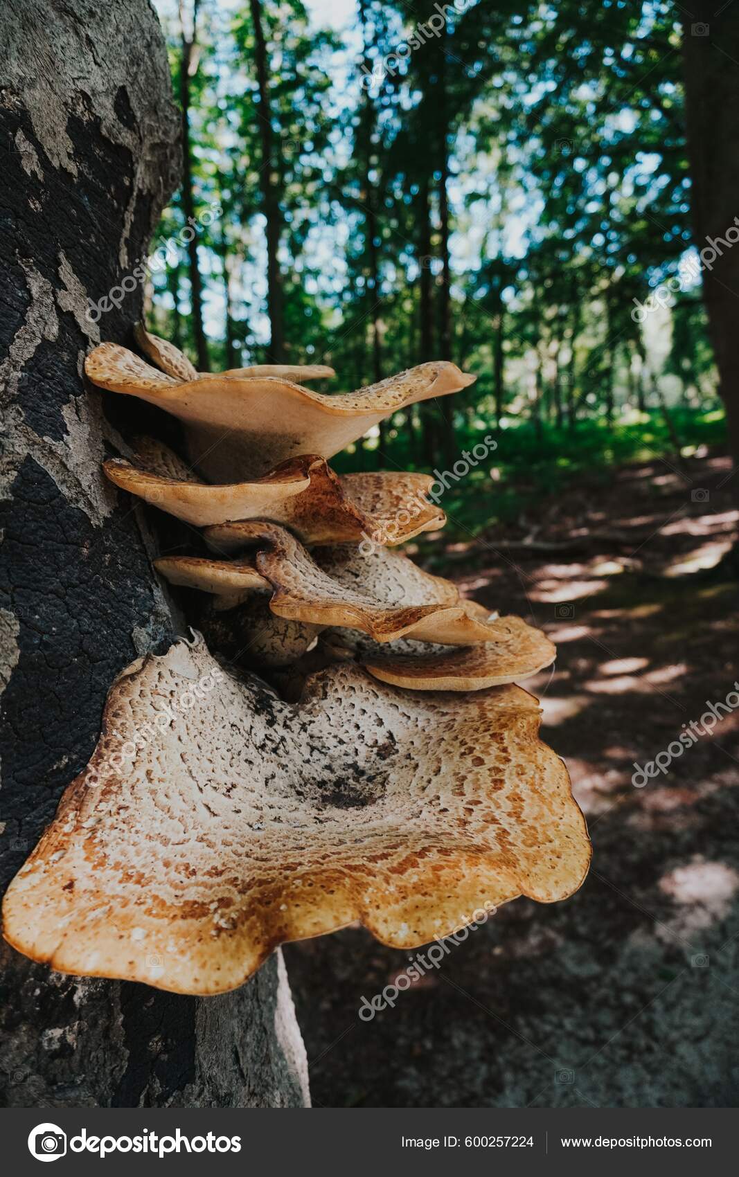 Mushrooms Growing Side Tree Forest Netherlands — Stock Photo ...