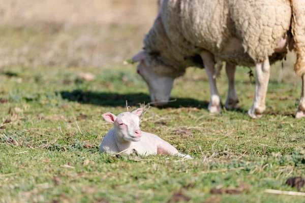 Oveja bebe fotos de stock, imágenes de Oveja bebe sin royalties ...