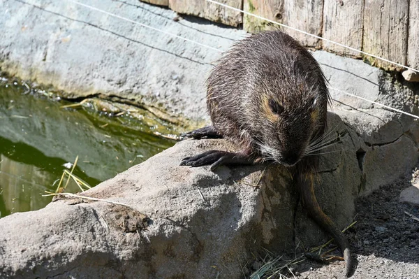 Beverrat Stock Photos, Royalty Free Beverrat Images | Depositphotos