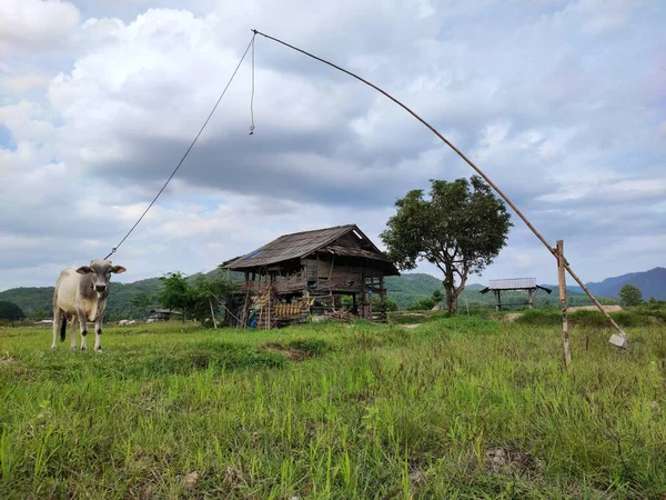 thai farmet's hut:open shelter for resting or straw store in the paddy ...