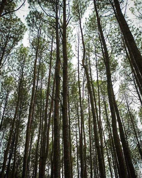 Perspective forest Stock Photos, Royalty Free Perspective forest Images ...