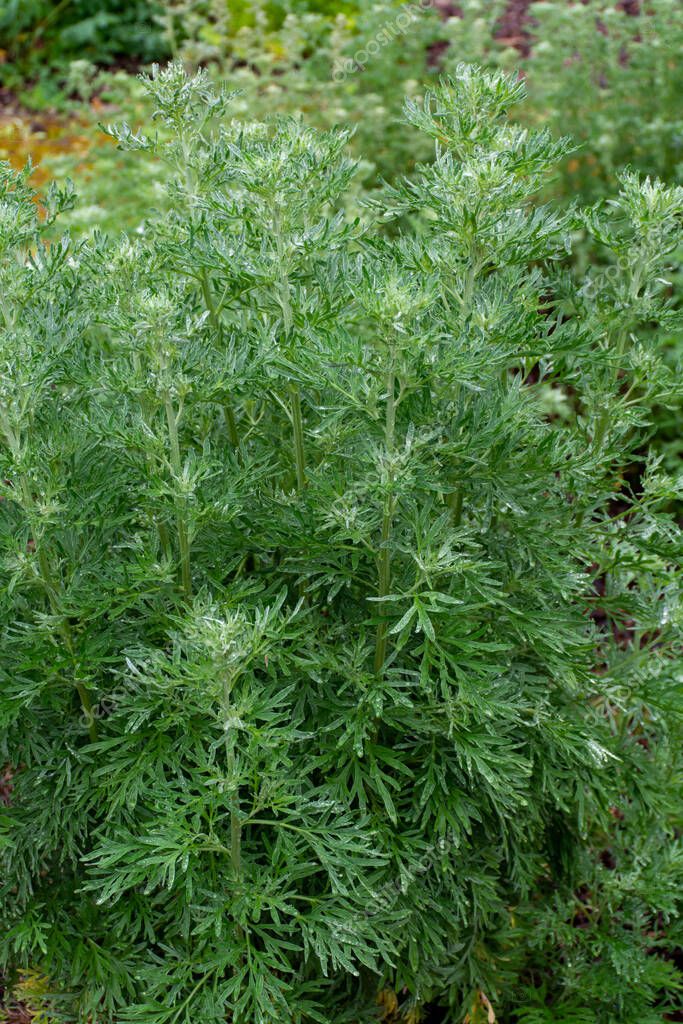 Colección botánica, hojas verdes jóvenes de Artemisia ajenjo de absenta ...
