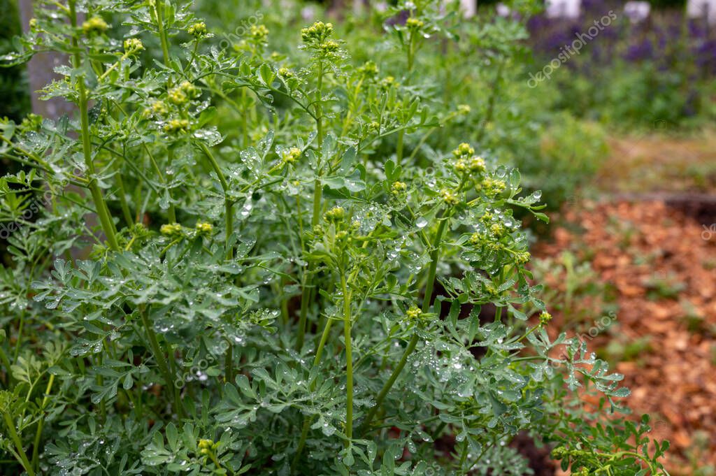 Colección botánica, Ruta graveolens planta medicinal o rue fuerte olor ...