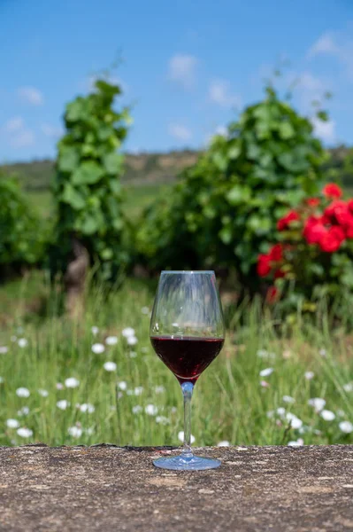 Tasting of burgundy red wine from grand cru pinot noir vineyards, glass ...