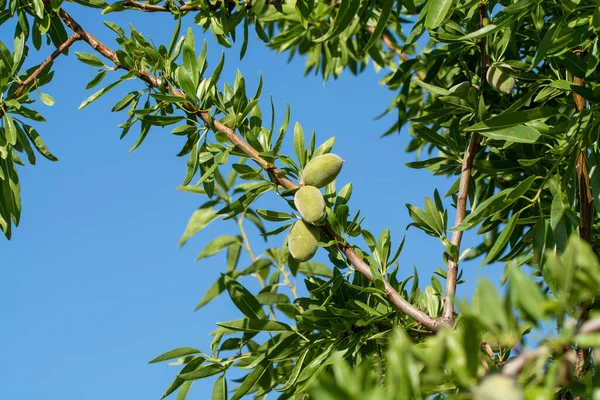 Almonds tree Stock Photos, Royalty Free Almonds tree Images | Depositphotos